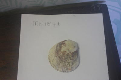 Shell National Trust