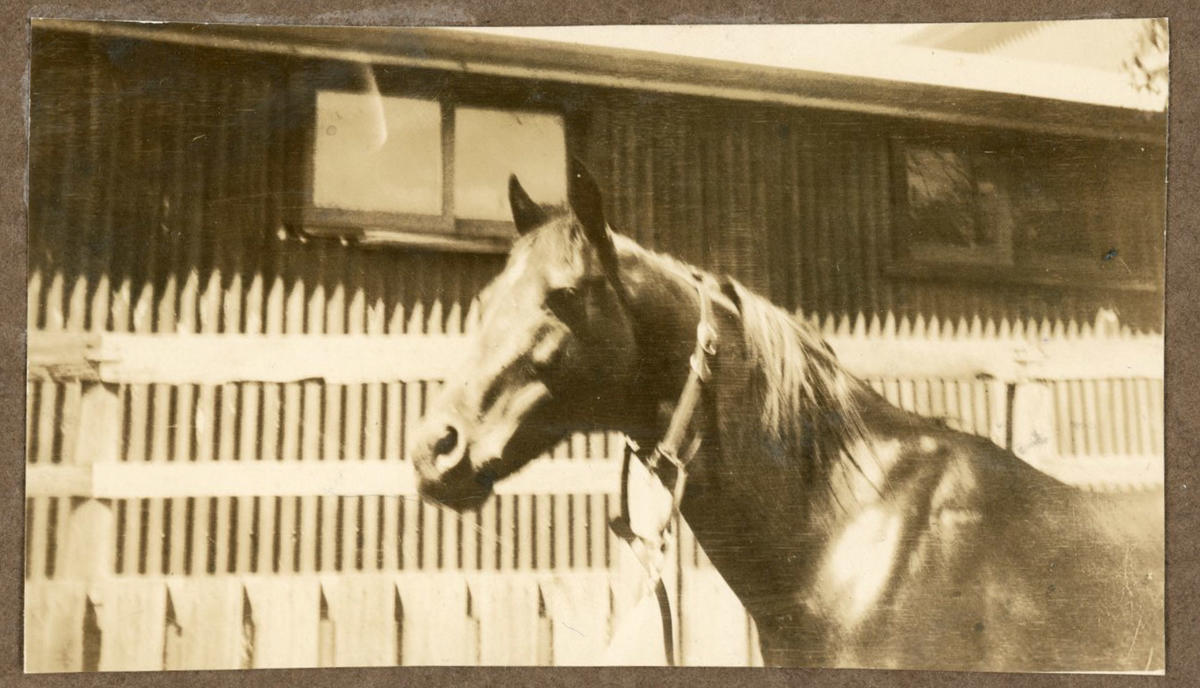 Photograph, horse - National Trust