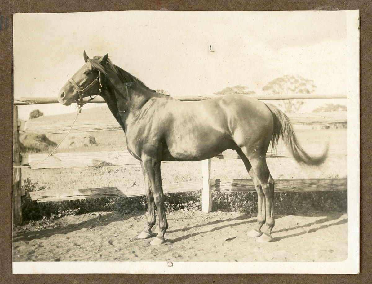 Photograph, horse - National Trust